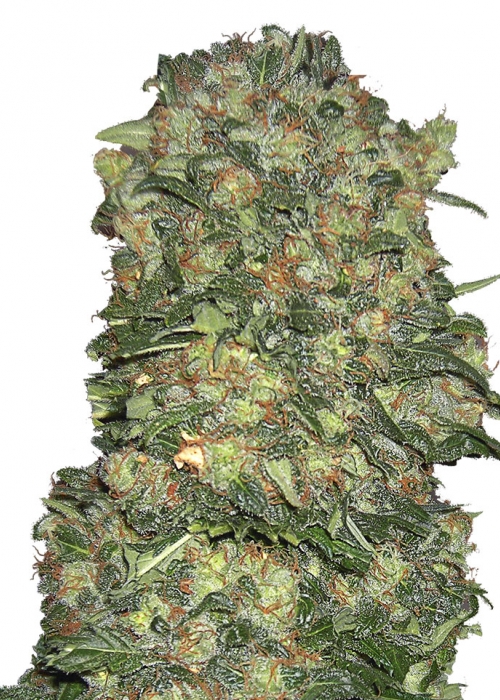 NY Diesel Strain Info / NY Diesel Weed By Blk.seeds - GrowDiaries