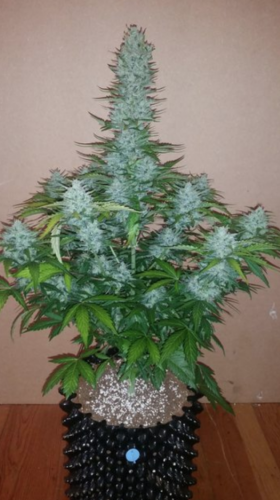 G14 Auto Strain Info / G14 Auto Weed By Fast Buds - GrowDiaries