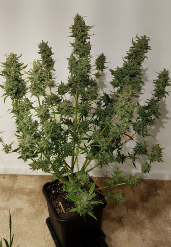 G14 Auto Strain Info / G14 Auto Weed By Fast Buds - GrowDiaries