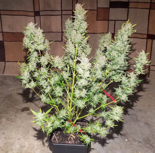 G14 Auto Strain Info / G14 Auto Weed By Fast Buds - GrowDiaries