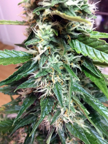 Californian Snow Auto Strain Info / Californian Snow Auto Weed By Fast ...