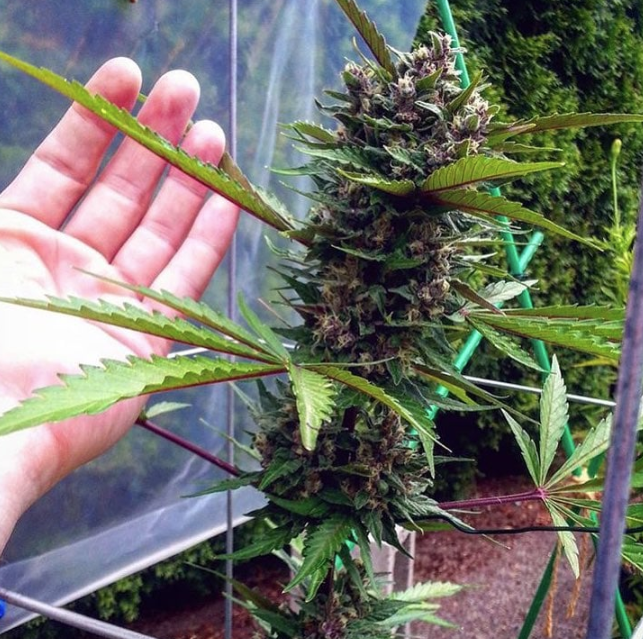 Fastberry Auto Strain Info / Fastberry Auto Weed By Fast Buds - GrowDiaries