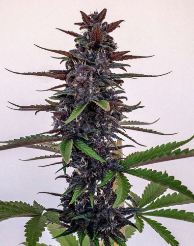 Fastberry Auto Strain Info / Fastberry Auto Weed By Fast Buds - GrowDiaries