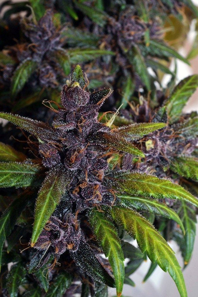 Fastberry Auto Strain Info / Fastberry Auto Weed By Fast Buds - GrowDiaries