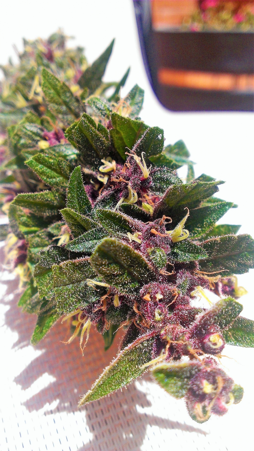 Dark Devil Auto® Strain Info / Dark Devil Auto® Weed By Sweet Seeds ...
