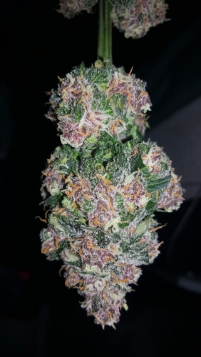 Dark Devil Auto® Strain Info / Dark Devil Auto® Weed By Sweet Seeds ...