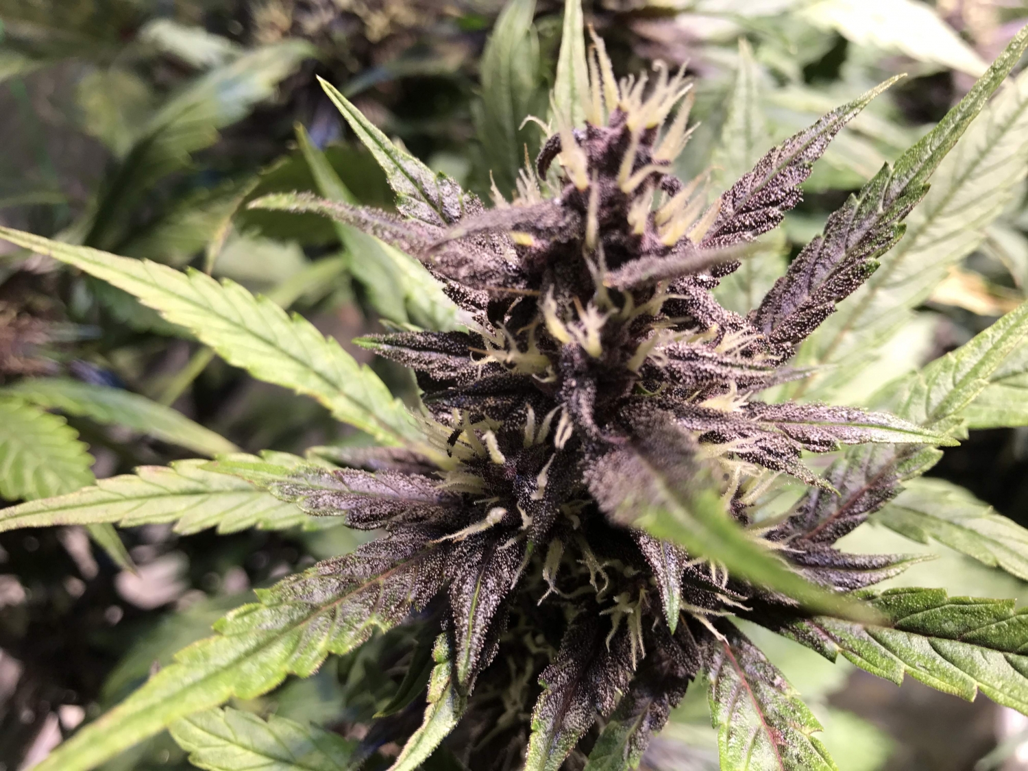 Devil Cream Auto® Strain Info / Devil Cream Auto® Weed By Sweet Seeds - GrowDiaries