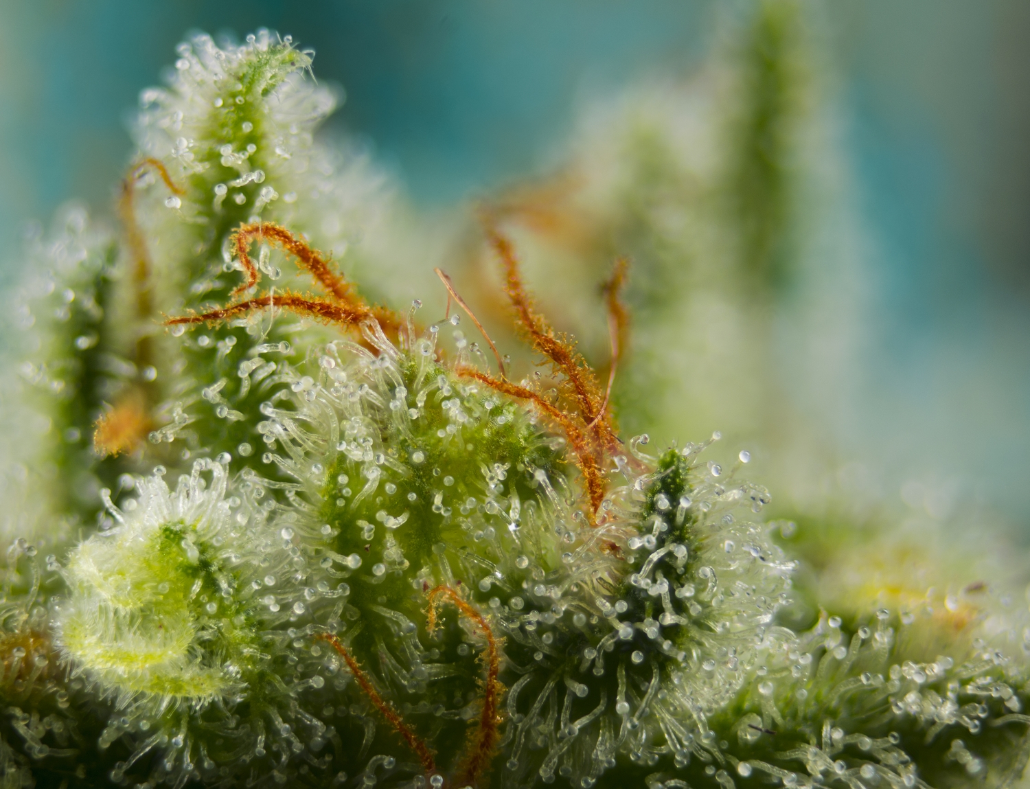 Big Devil Fast Version® Strain Info / Big Devil Fast Version® Weed By ...