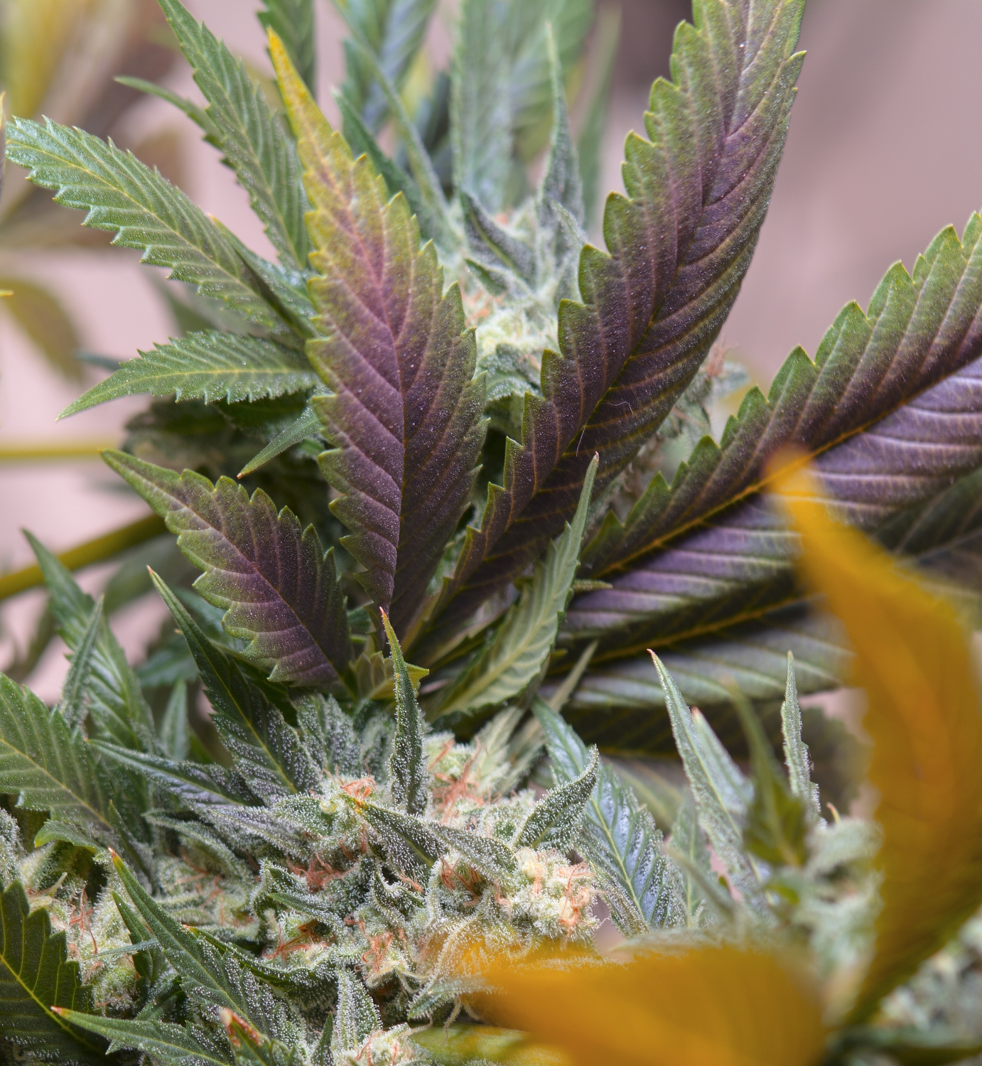 Big Devil Fast Version® Strain Info / Big Devil Fast Version® Weed By ...