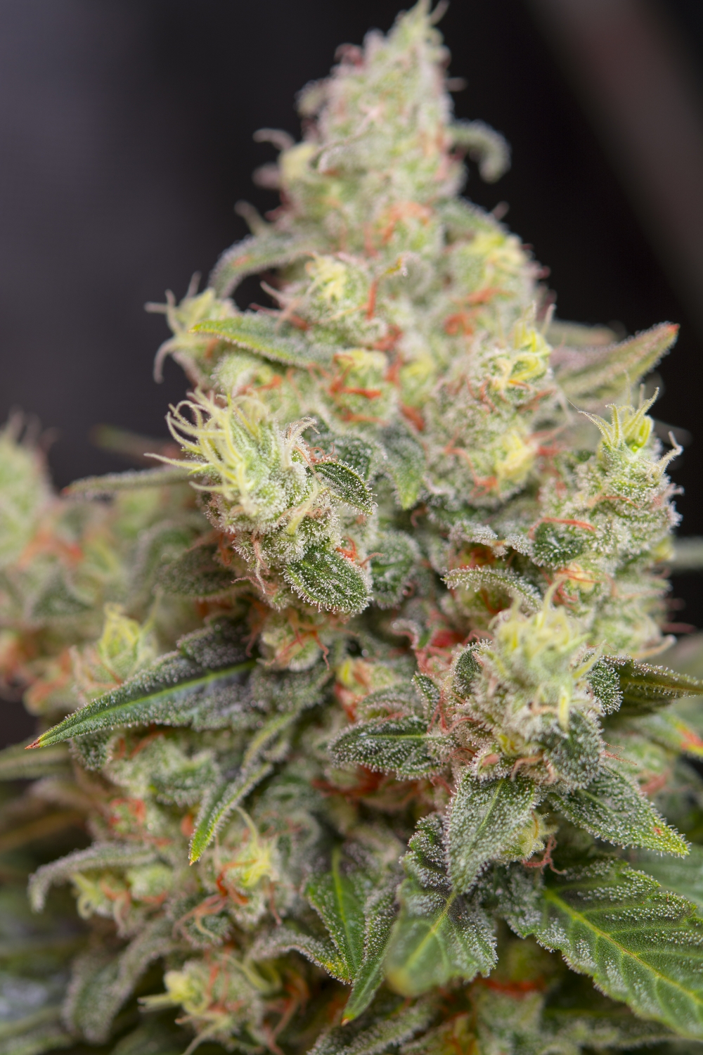 Big Devil Fast Version® Strain Info / Big Devil Fast Version® Weed By ...