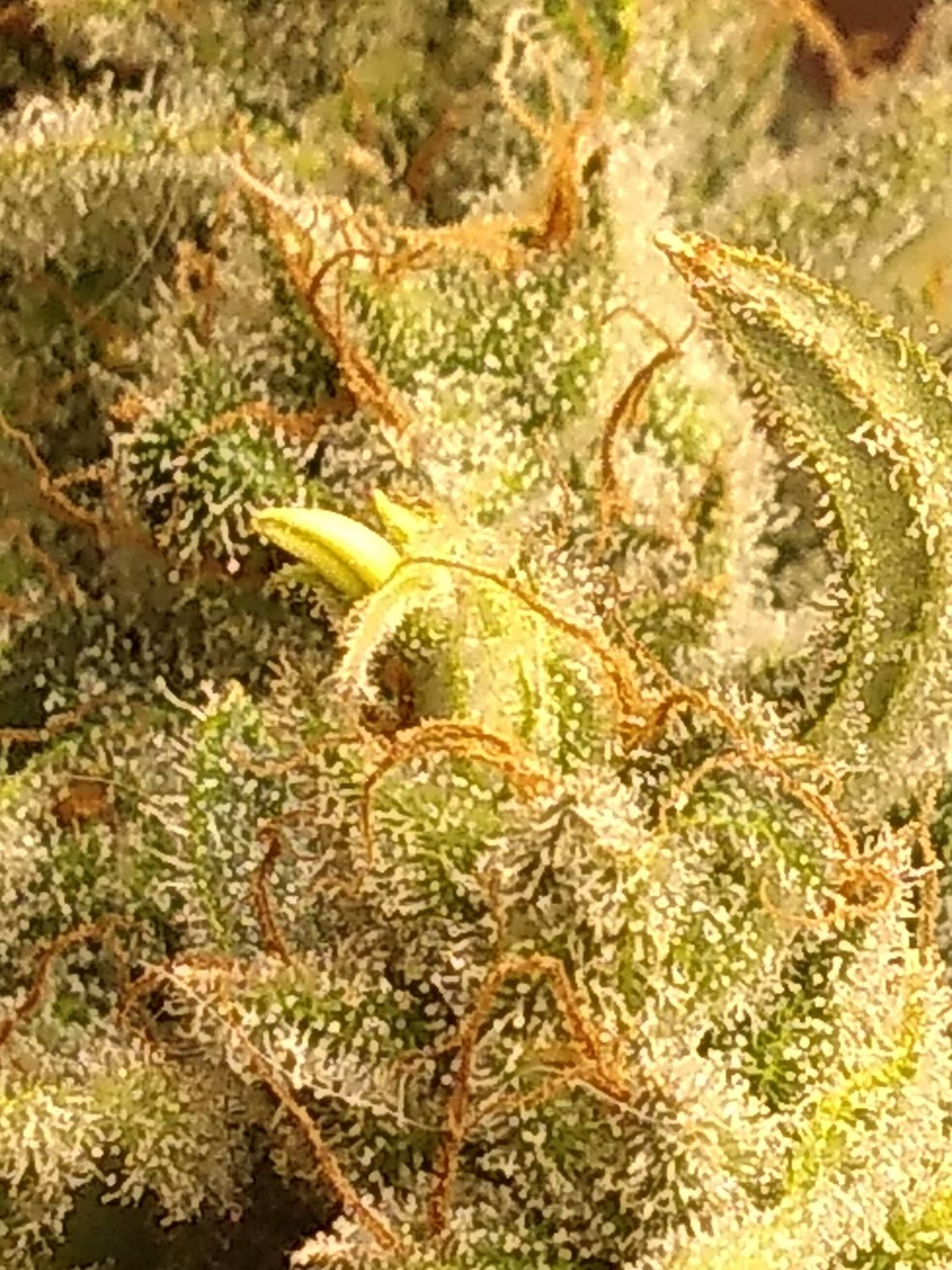 Wild Thailand Strain Info / Wild Thailand Weed By World of Seeds ...