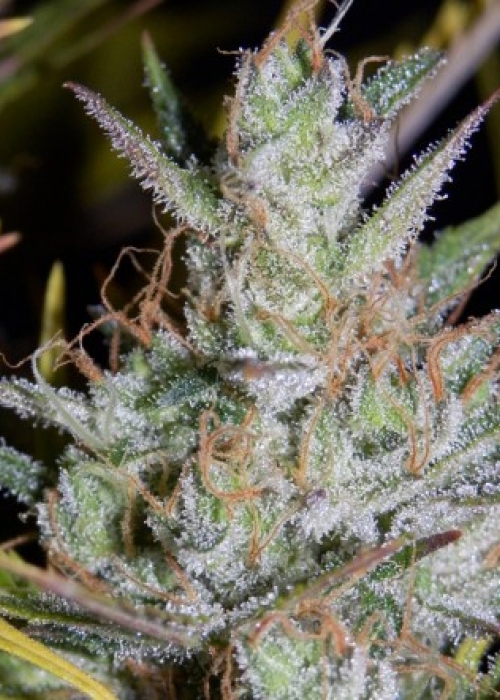 Hubbabubbasmelloscope Strain Info / Hubbabubbasmelloscope Weed By ...