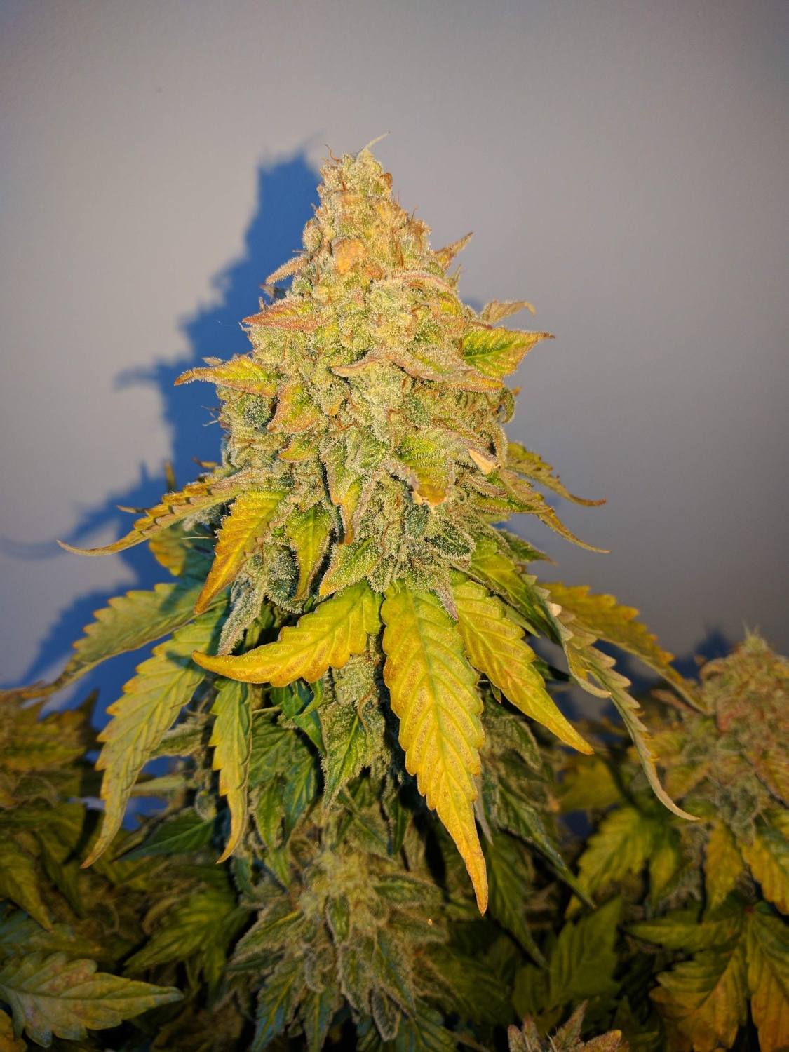 Deep Blue C F2 Strain Info / Deep Blue C F2 Weed By Mephisto Genetics ...