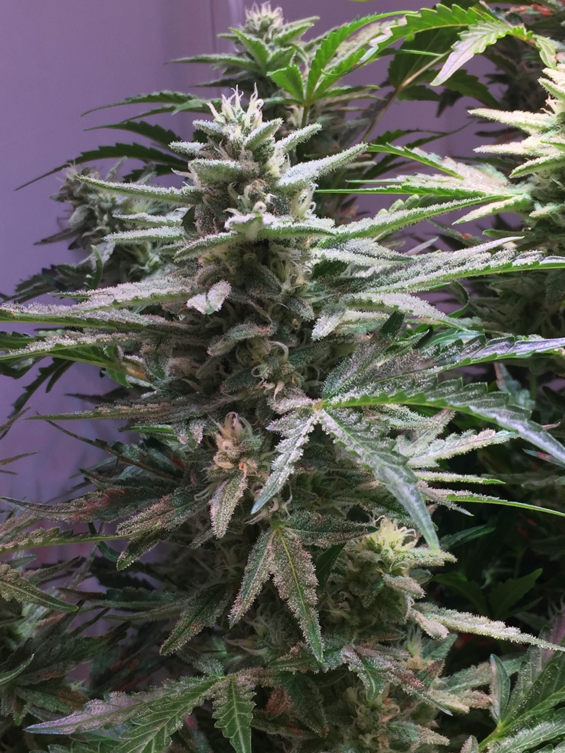 Walter White Strain Info / Walter White Weed By Mephisto Genetics ...