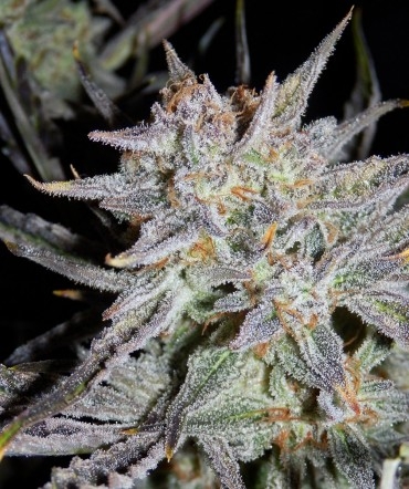Grape Crinkle Strain Info / Grape Crinkle Weed By Mephisto Genetics ...