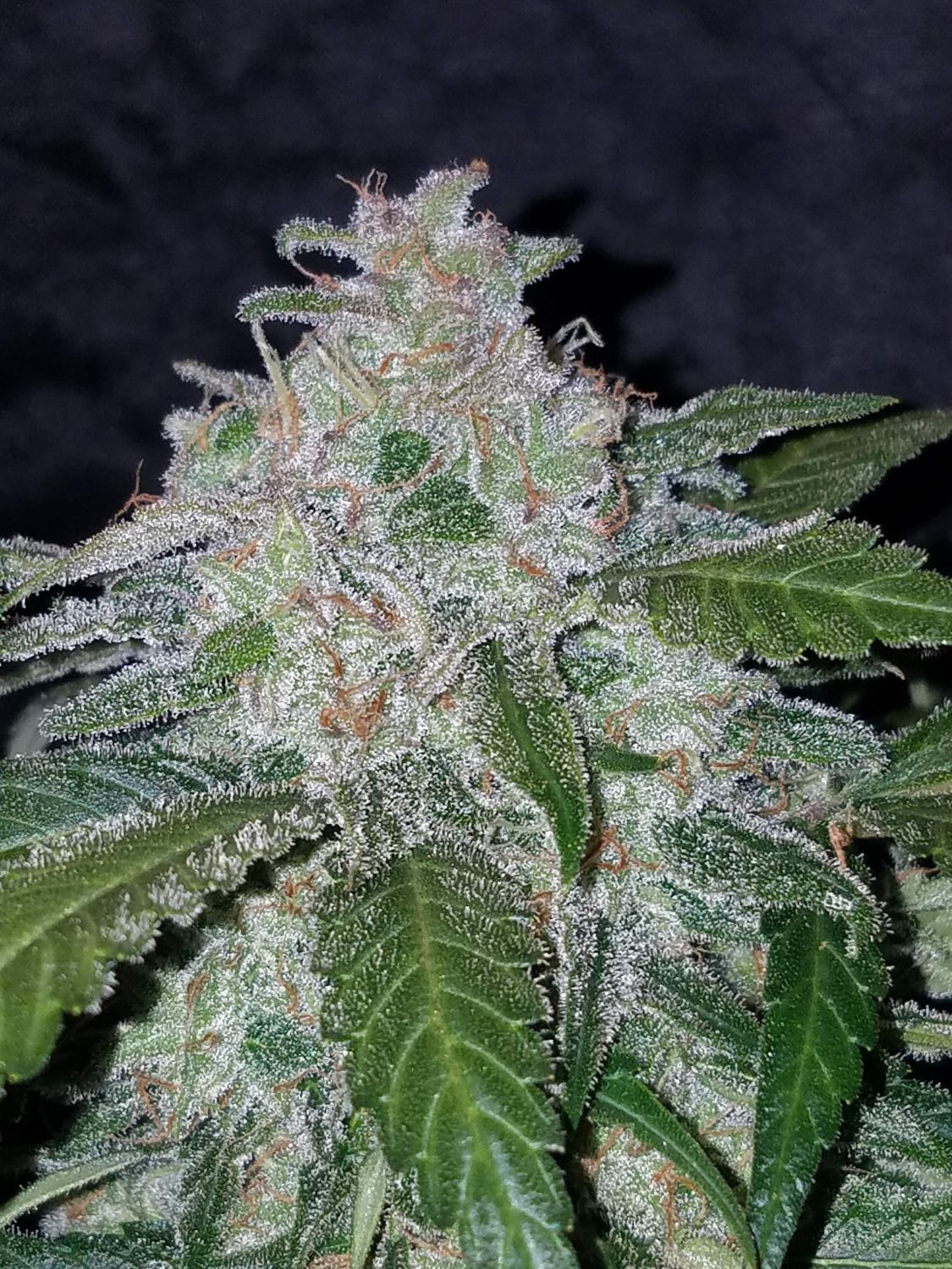 Tangie Auto Strain Info / Tangie Auto Weed By Fast Buds - GrowDiaries