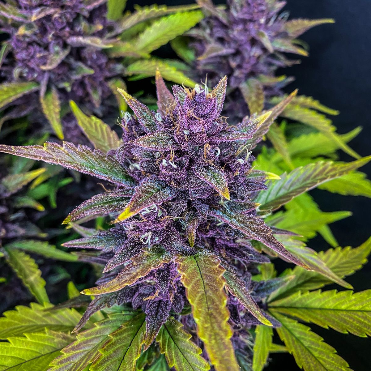 Blackberry Auto Strain Info / Blackberry Auto Weed By Fast Buds ...