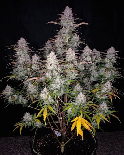 Green Crack Auto Strain Info / Green Crack Auto Weed By Fast Buds ...
