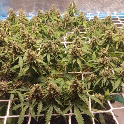 Green Crack Auto Strain Info / Green Crack Auto Weed By Fast Buds ...