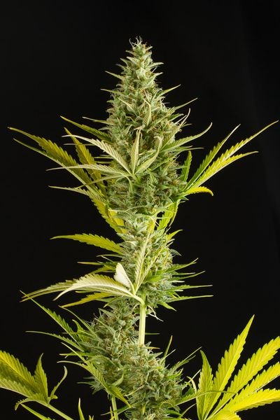 Cheese XXL Autoflowering Strain Info / Cheese XXL Autoflowering Weed By ...