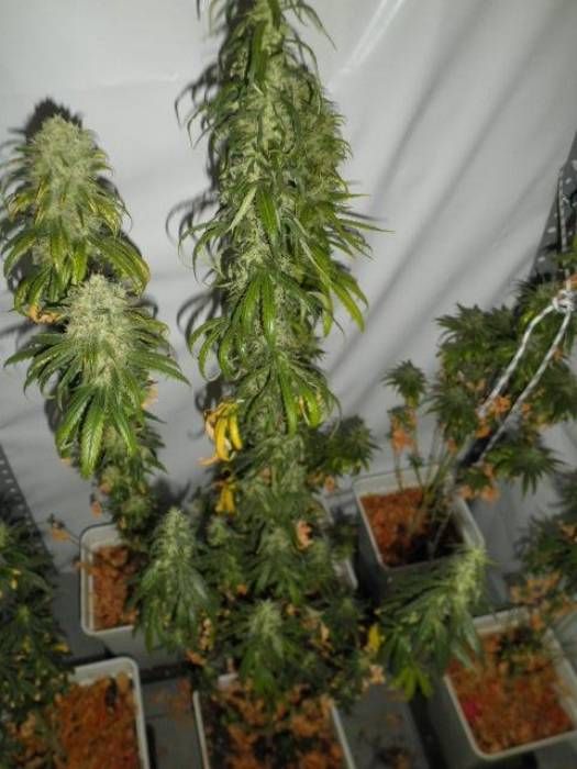 Santa Muerte Strain Info / Santa Muerte Weed By Blimburn Seeds ...