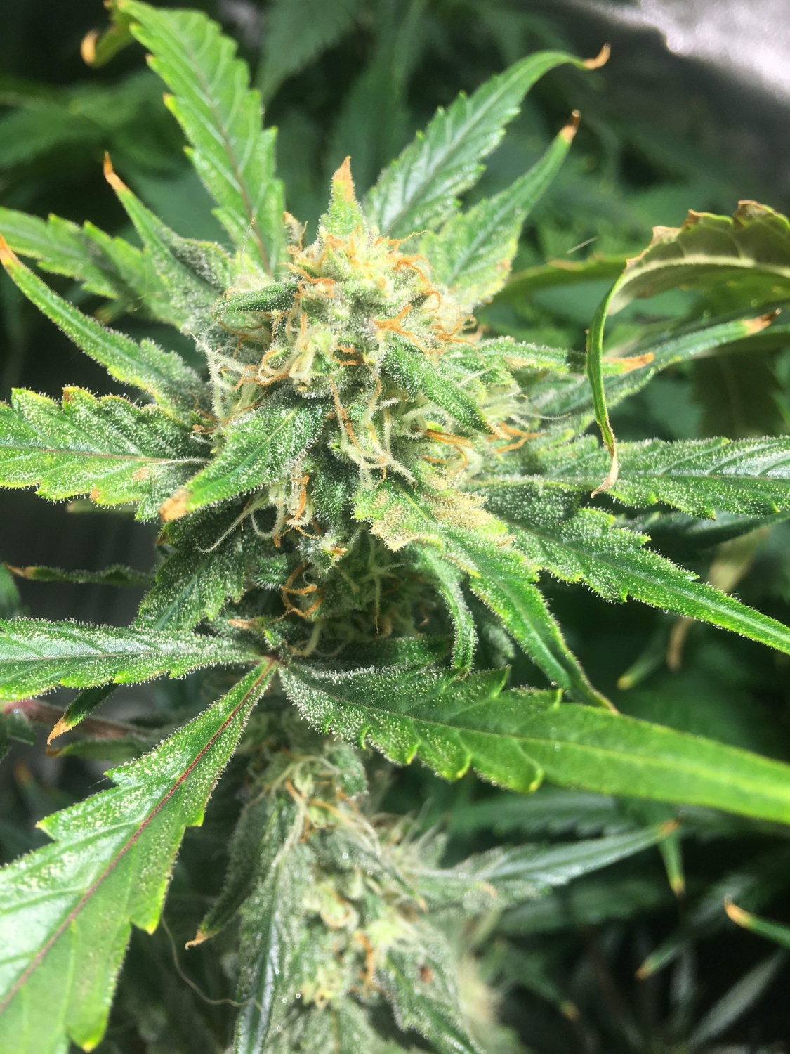 Tangie auto Strain Info / Tangie auto Weed By Blimburn Seeds - GrowDiaries