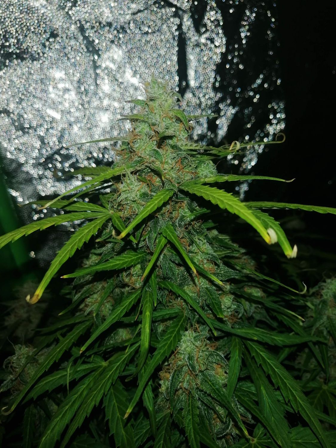 Mamba Negra auto Strain Info / Mamba Negra auto Weed By Blimburn Seeds ...