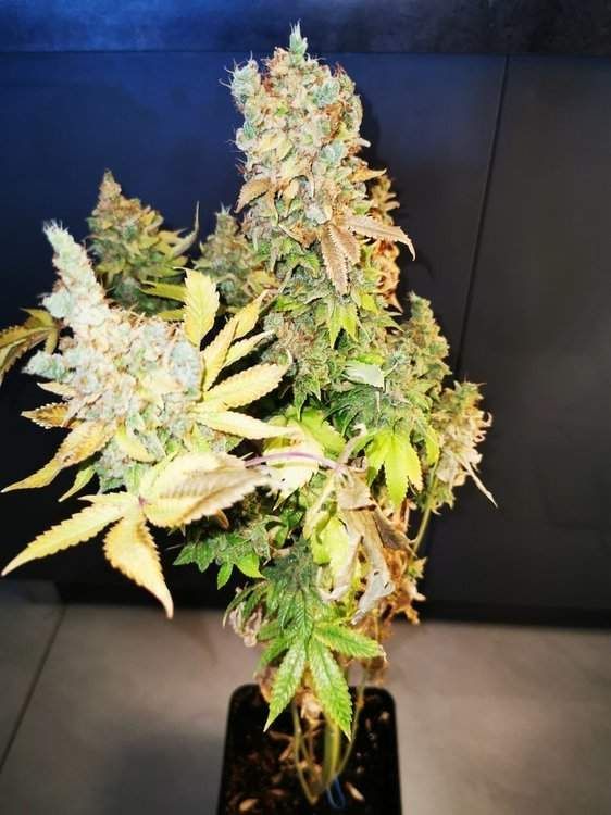Mango Strain Info / Mango Weed By Blimburn Seeds - GrowDiaries