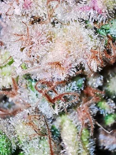 Mango Strain Info / Mango Weed By Blimburn Seeds - GrowDiaries