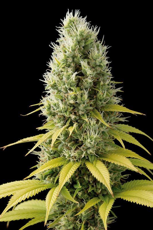 Shark Shock CBD Strain Info / Shark Shock CBD Weed By Dinafem - GrowDiaries