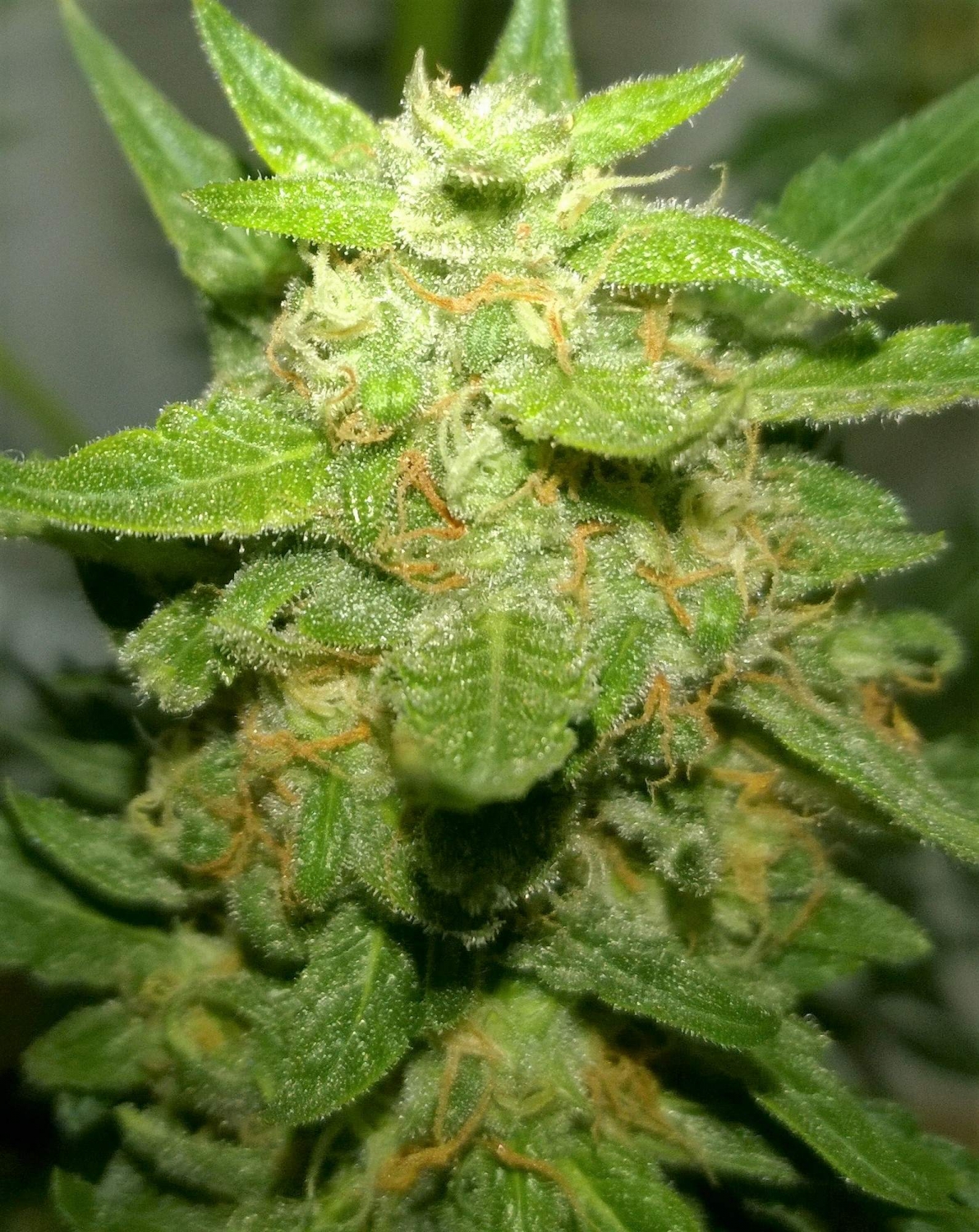 Sour Diesel Autoflowering Strain Info / Sour Diesel Autoflowering Weed ...