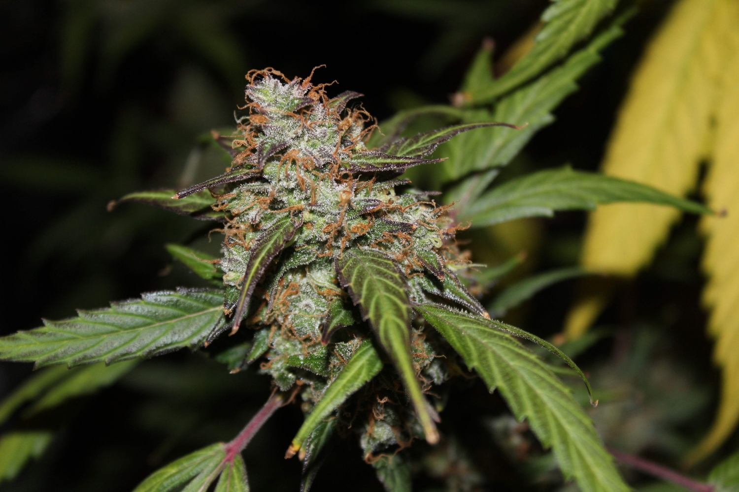 White Widow XXL Auto Strain Info / White Widow XXL Auto Weed By Dinafem ...