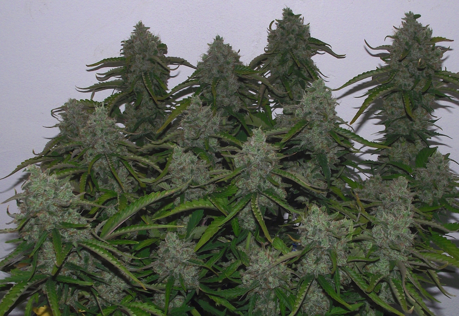 Auto Night Queen Strain Info / Auto Night Queen Weed By Dutch Passion ...