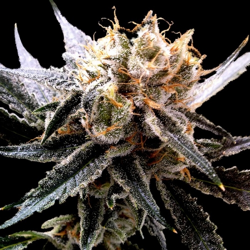 Sour Tangie Strain Info / Sour Tangie Weed By Reserva Privada - GrowDiaries