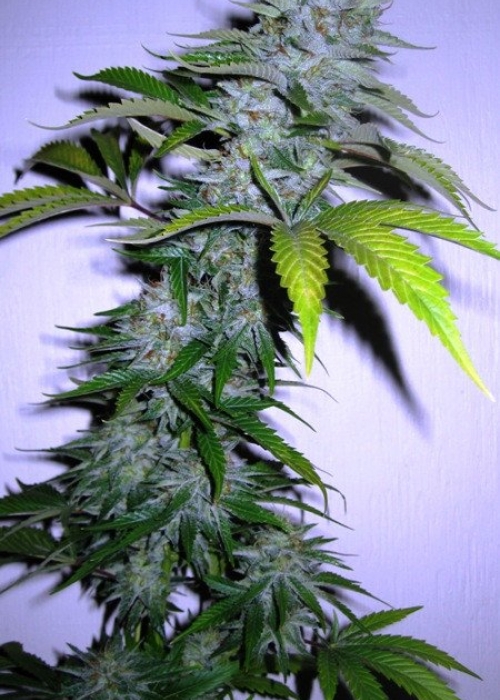 King Kong Strain Info / King Kong Weed By Big Buddha Seeds - GrowDiaries