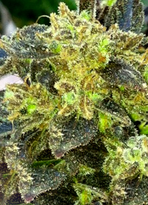 Boss Hogg Strain Info / Boss Hogg Weed By The Cali Connection - GrowDiaries