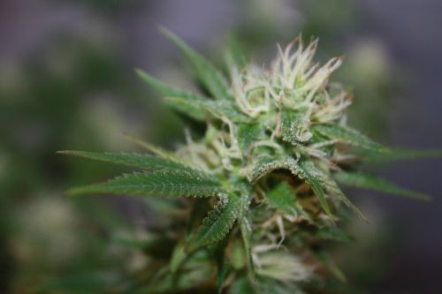 Boss Hogg Strain Info / Boss Hogg Weed By The Cali Connection - GrowDiaries