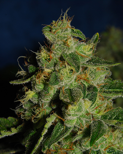 Green Crack Strain Info / Green Crack Weed By The Cali Connection ...
