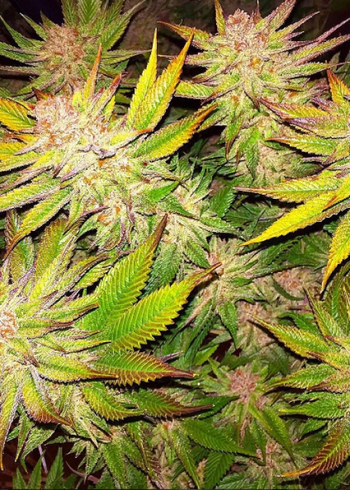 Kimbo Kush Strain Info / Kimbo Kush Weed By Exotic Genetix - GrowDiaries