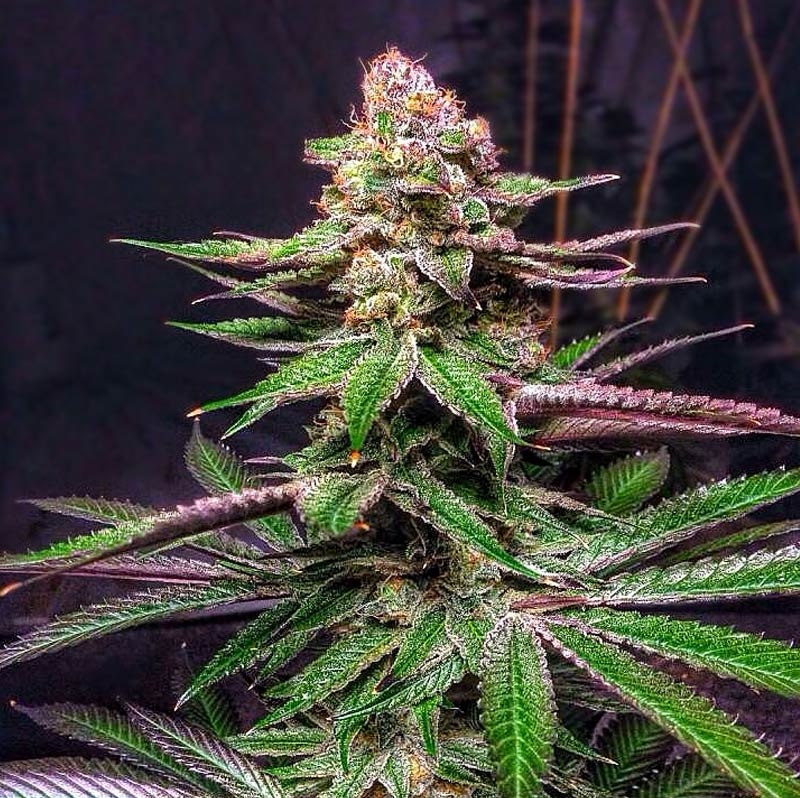 Optimus Prime Strain Info / Optimus Prime Weed By Exotic Genetix ...