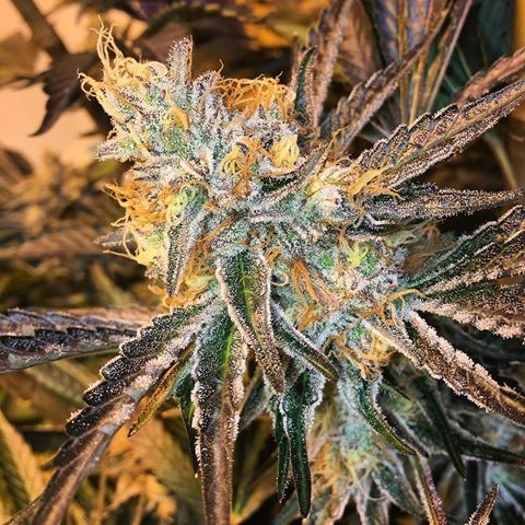 Blue Steel Strain Info / Blue Steel Weed By Exotic Genetix - GrowDiaries
