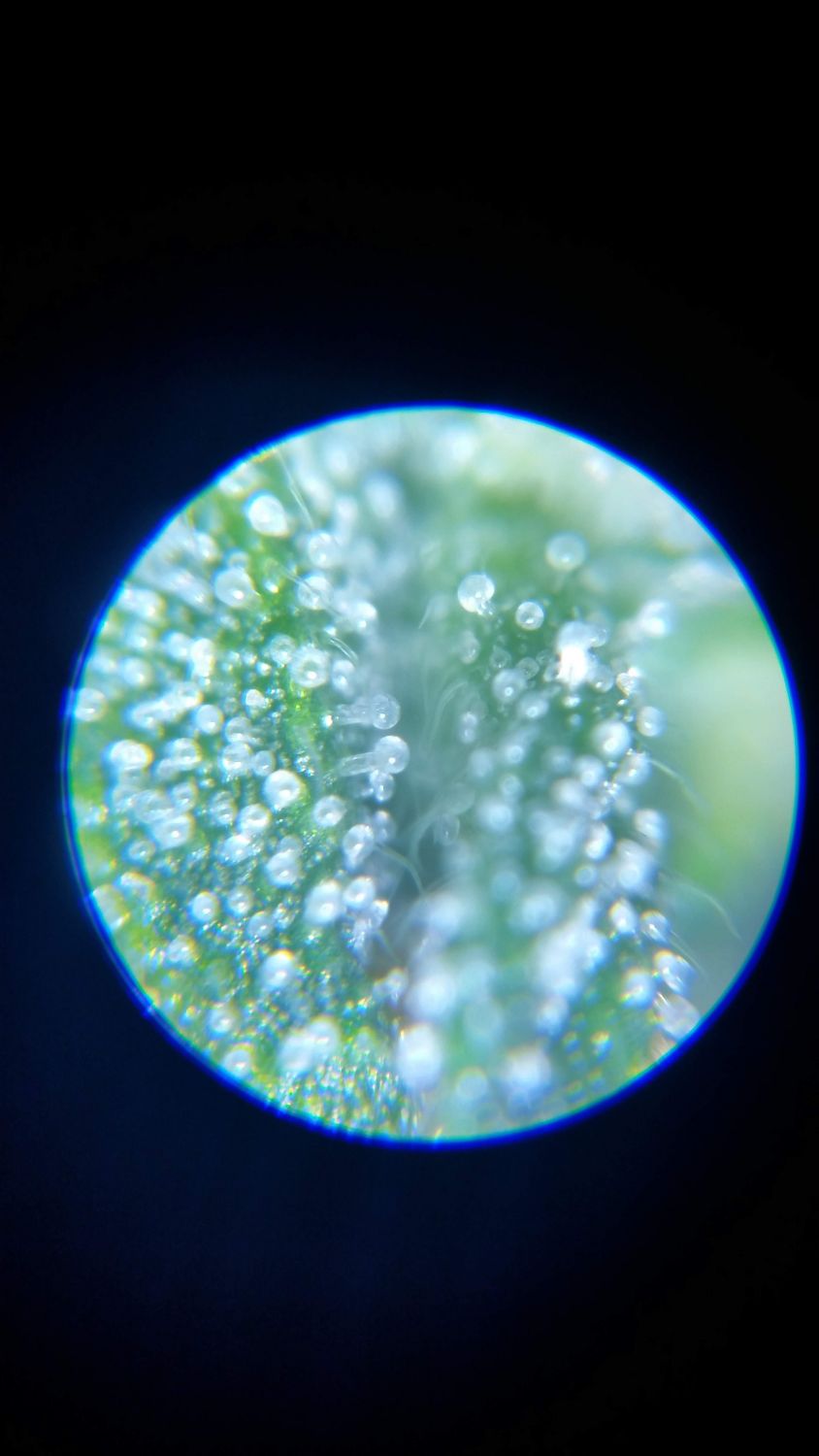 Mango Skunk Strain Info / Mango Skunk Weed By Nirvana - GrowDiaries