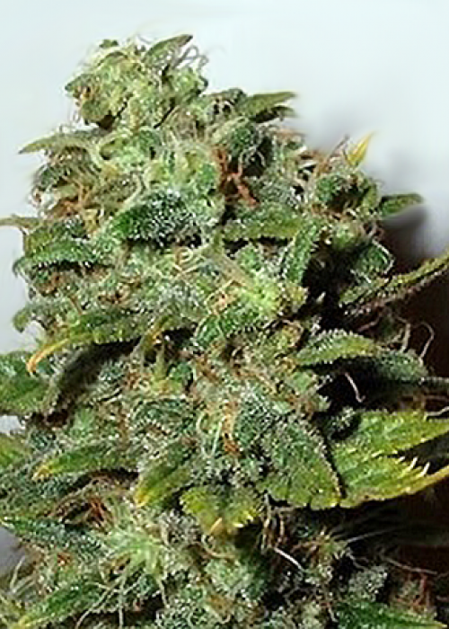 Mango Skunk Strain Info / Mango Skunk Weed By Nirvana - GrowDiaries