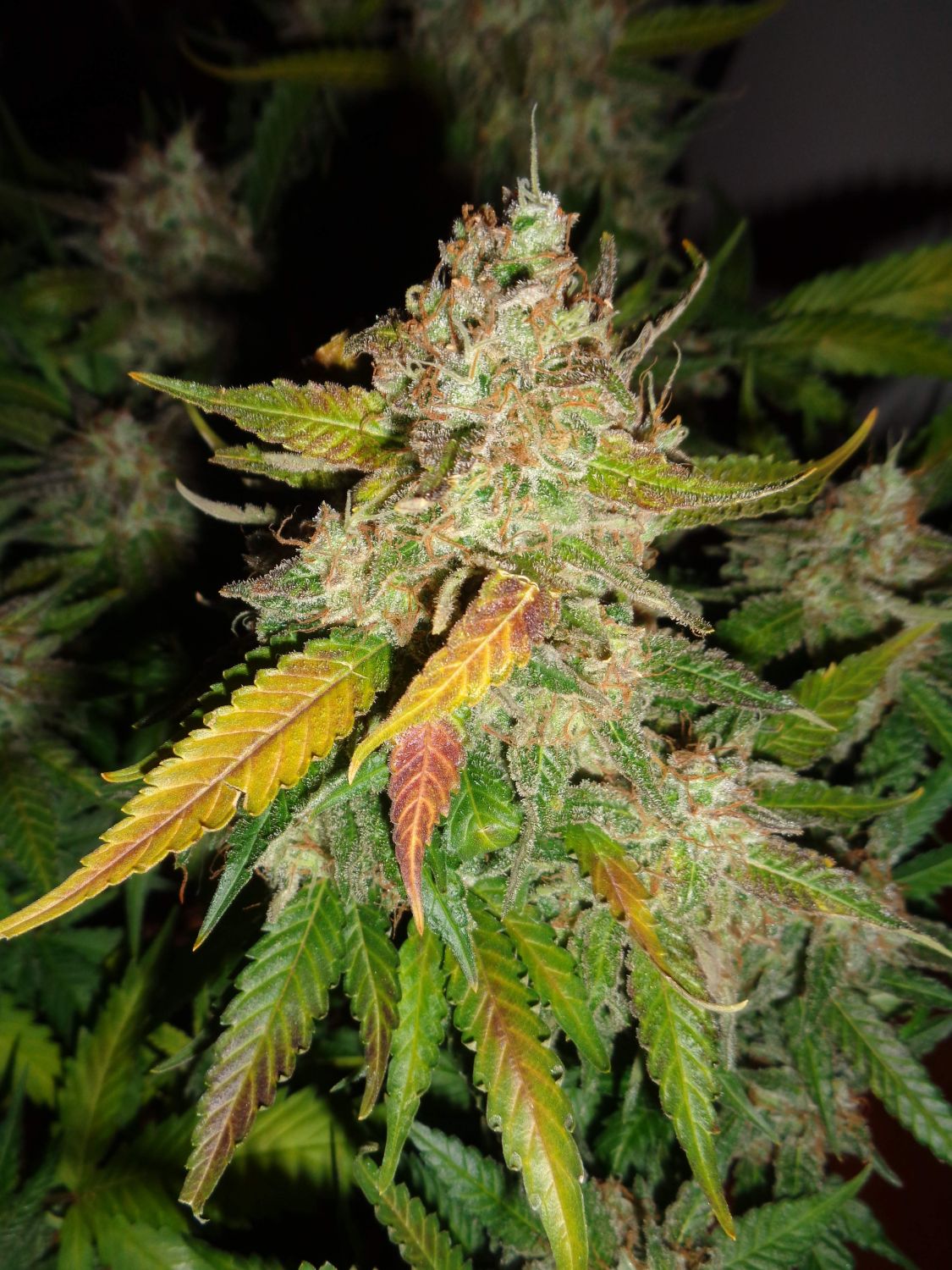Big Bud Strain Info / Big Bud Weed By Vision Seeds - GrowDiaries