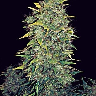 White Widow Auto Strain Info / White Widow Auto Weed By Vision Seeds ...