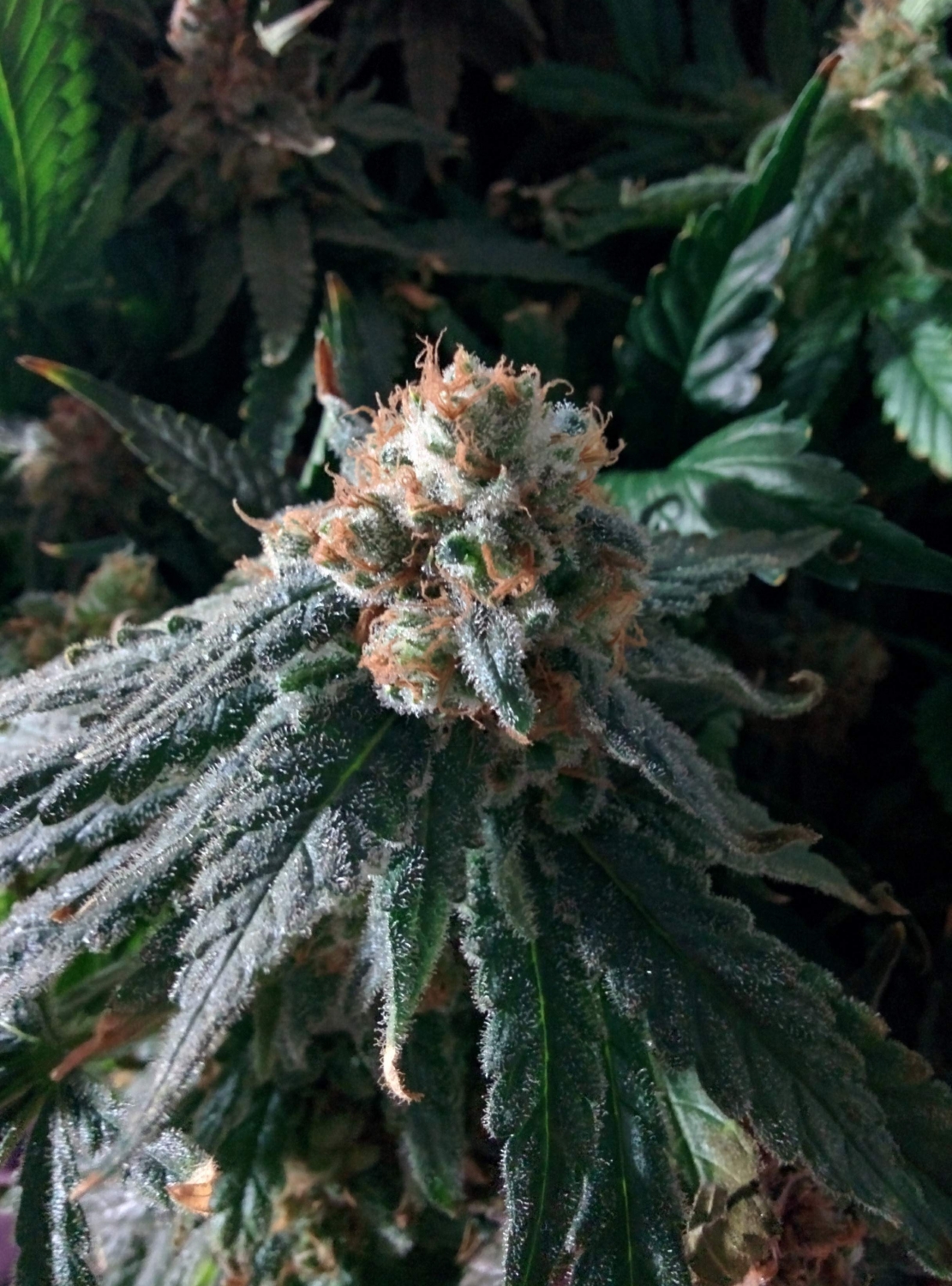 Fruit Punch Strain Info / Fruit Punch Weed By Heavyweight Seeds ...