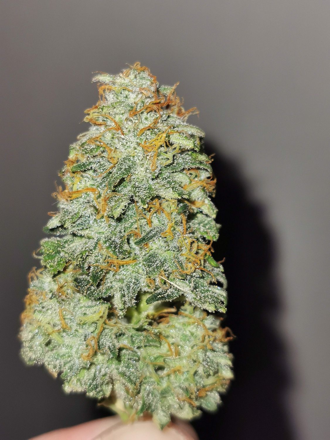 Strawberry Cheesecake Strain Info / Strawberry Cheesecake Weed By ...
