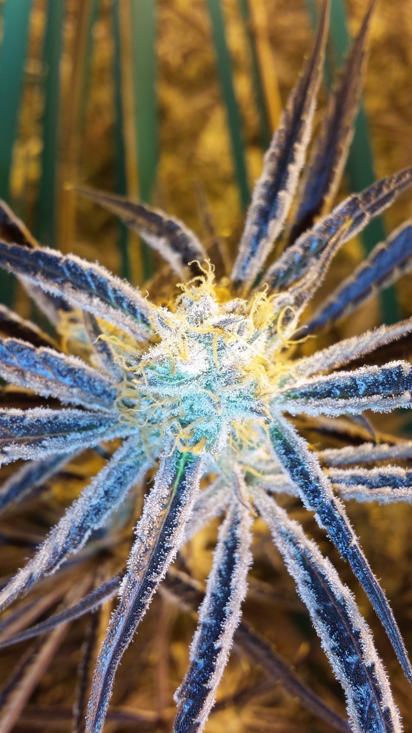 Chernobyl Strain Info / Chernobyl Weed By Dark Heart Nursery - GrowDiaries