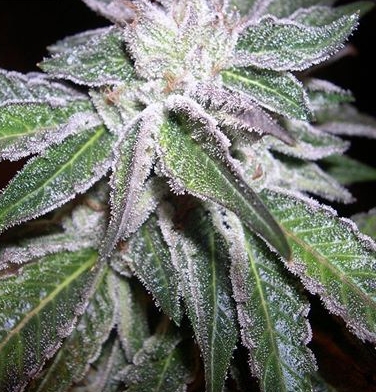 LifeSaver Strain Info / LifeSaver Weed By B.O.G. Seeds - GrowDiaries