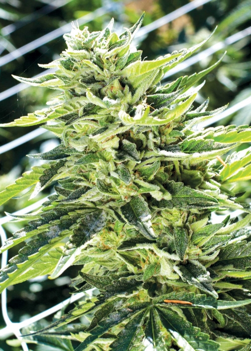 Sour Lemon OG Strain Info / Sour Lemon OG Weed By Emerald Triangle ...